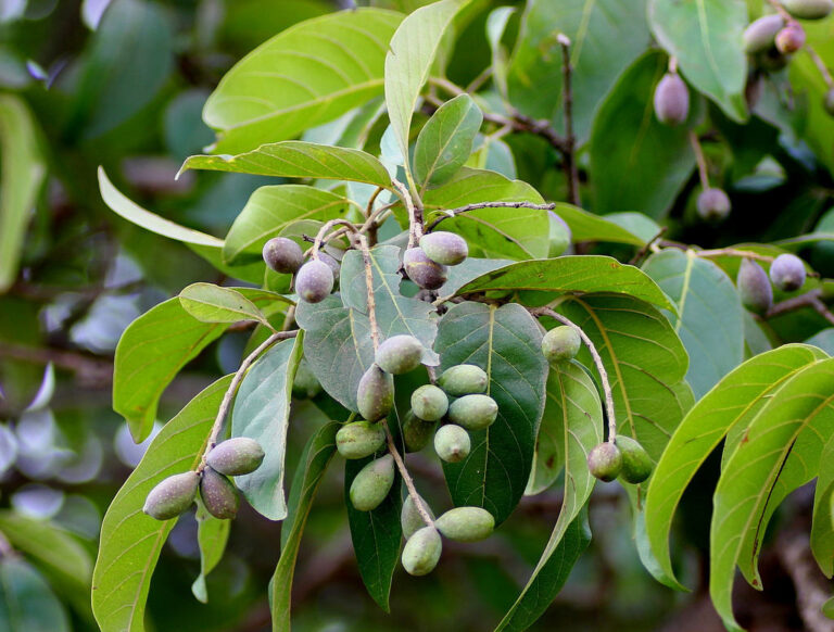 Terminalia Chebula (Kadukkai) – Medicinal uses, Properties, Benefits ...