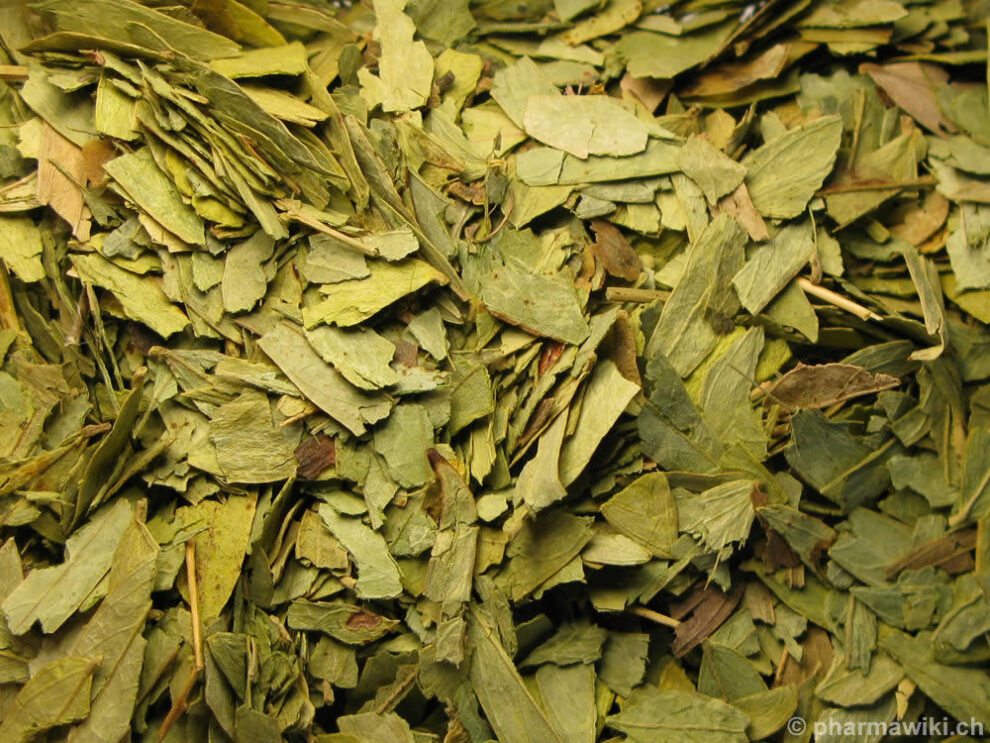 Cassia Acutifolia (Senna) -Medicinal Uses, Properties & Tamil name ...